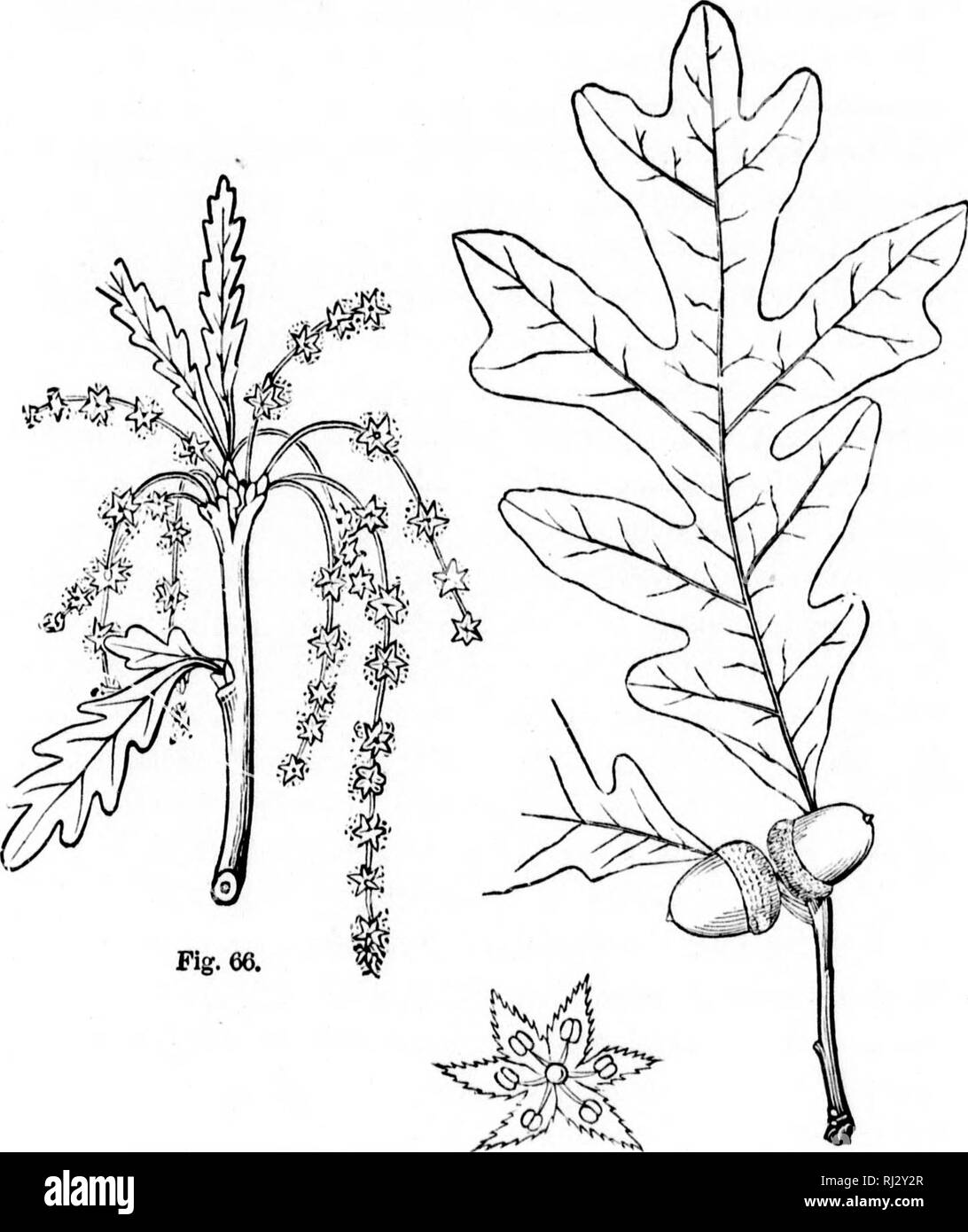 Oak anatomy Black and White Stock Photos & Images - Alamy