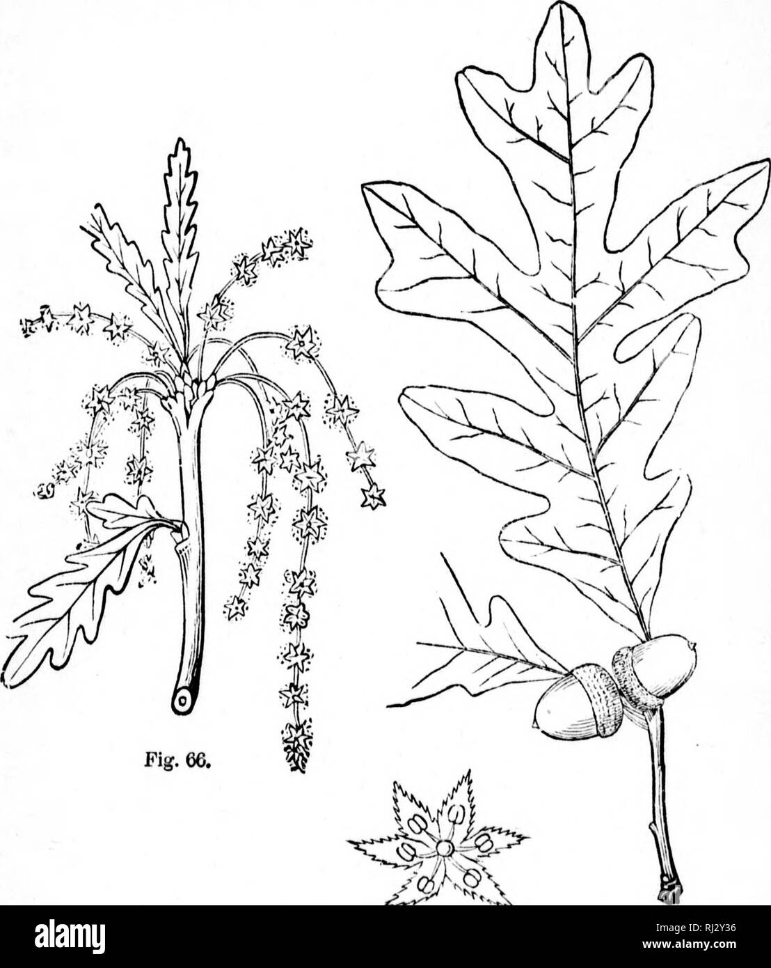 Acorn anatomy hi-res stock photography and images - Alamy