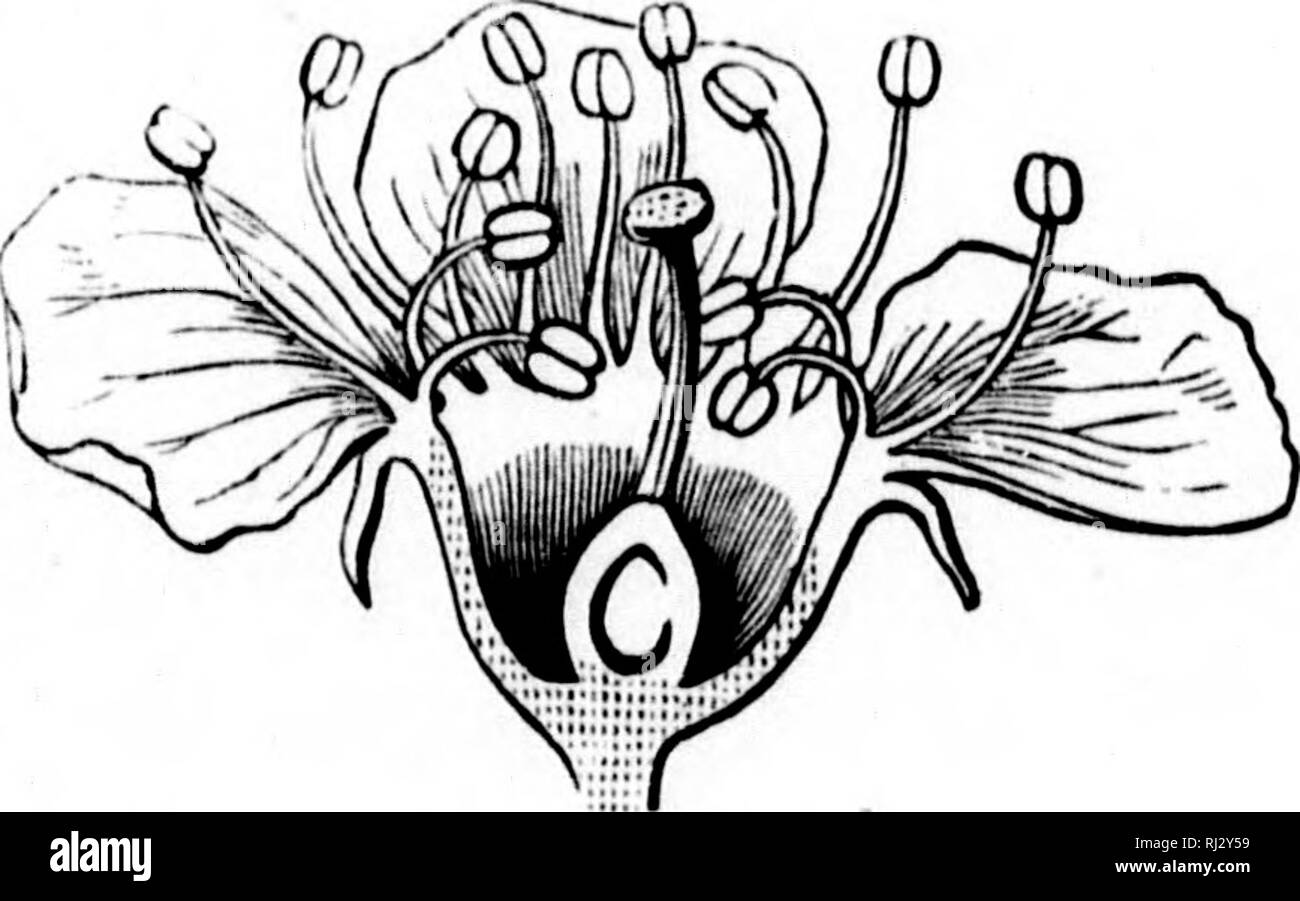 Epicalyx Black and White Stock Photos & Images - Alamy