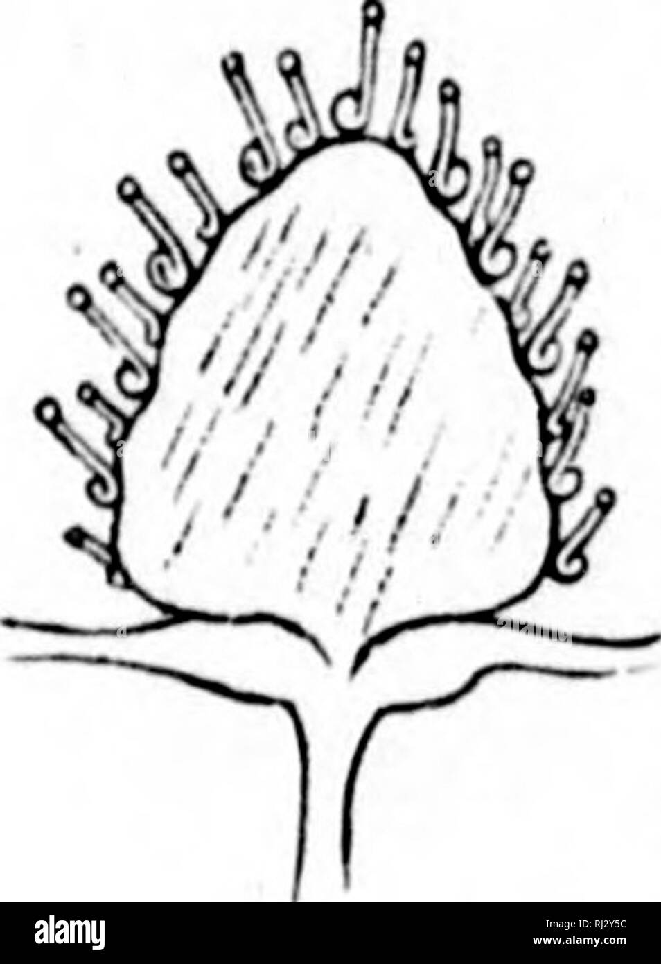 Epicalyx hi-res stock photography and images - Alamy