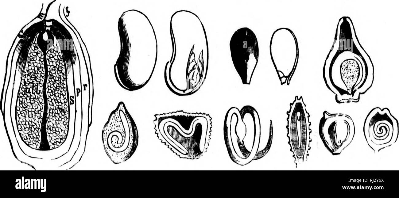 . Class-book of botany [microform] : being outlines of the structures ...