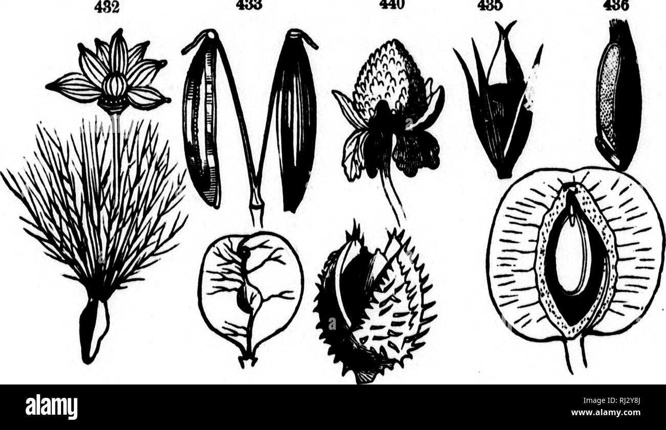 Double pappus Black and White Stock Photos & Images - Alamy