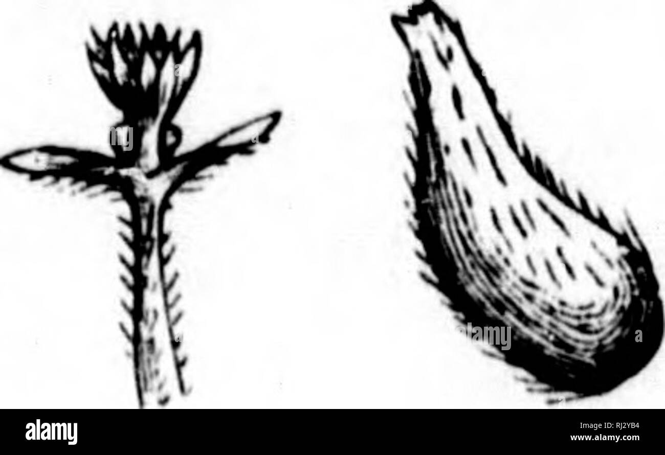 Receptacle Of The Flower Cut Out Stock Images & Pictures - Alamy