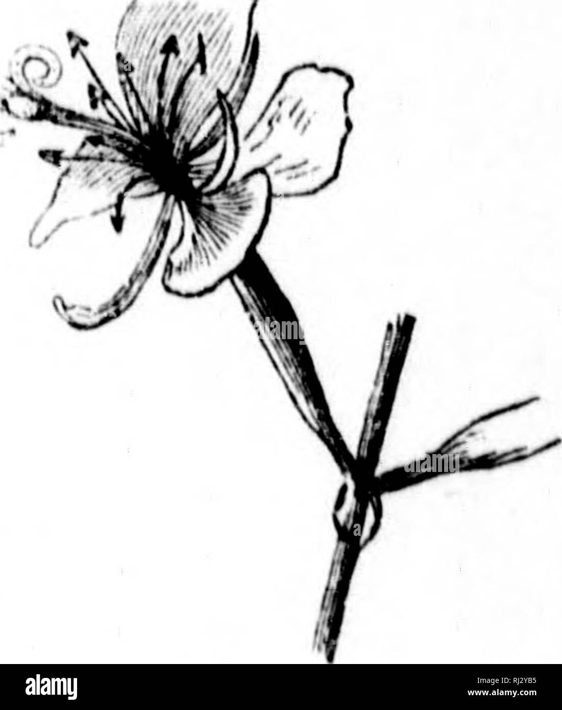 . The elements of structural botany [microform] : with special ...