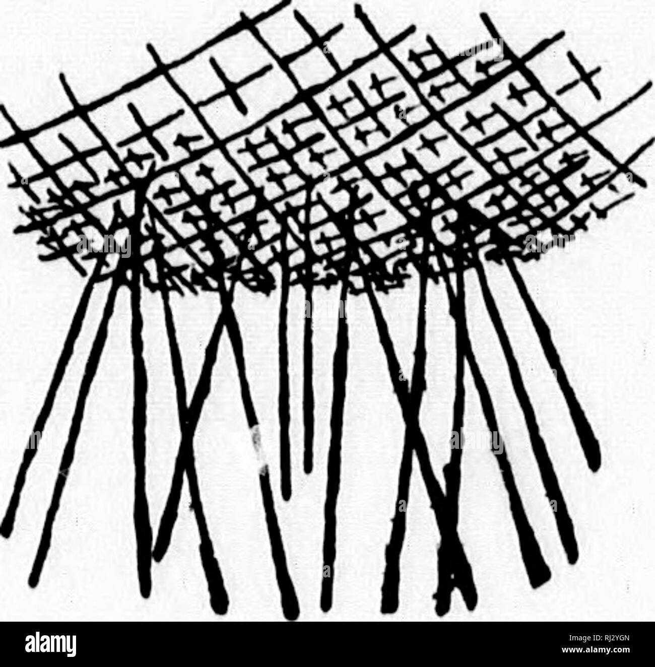 Sponge fossil Black and White Stock Photos & Images - Alamy