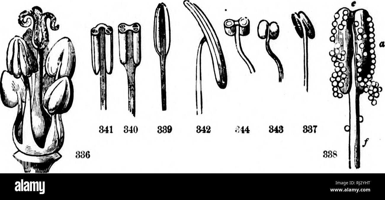 Versatile anther hi-res stock photography and images - Alamy