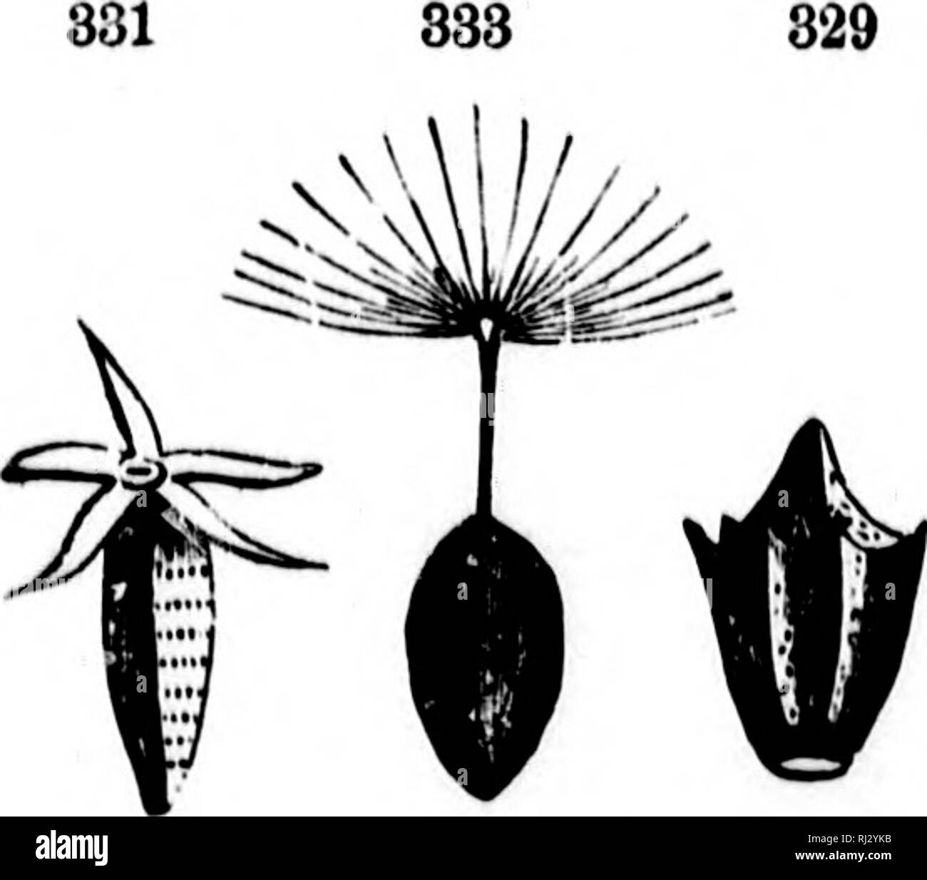 . Class-book of botany [microform] : being outlines of the structures ...