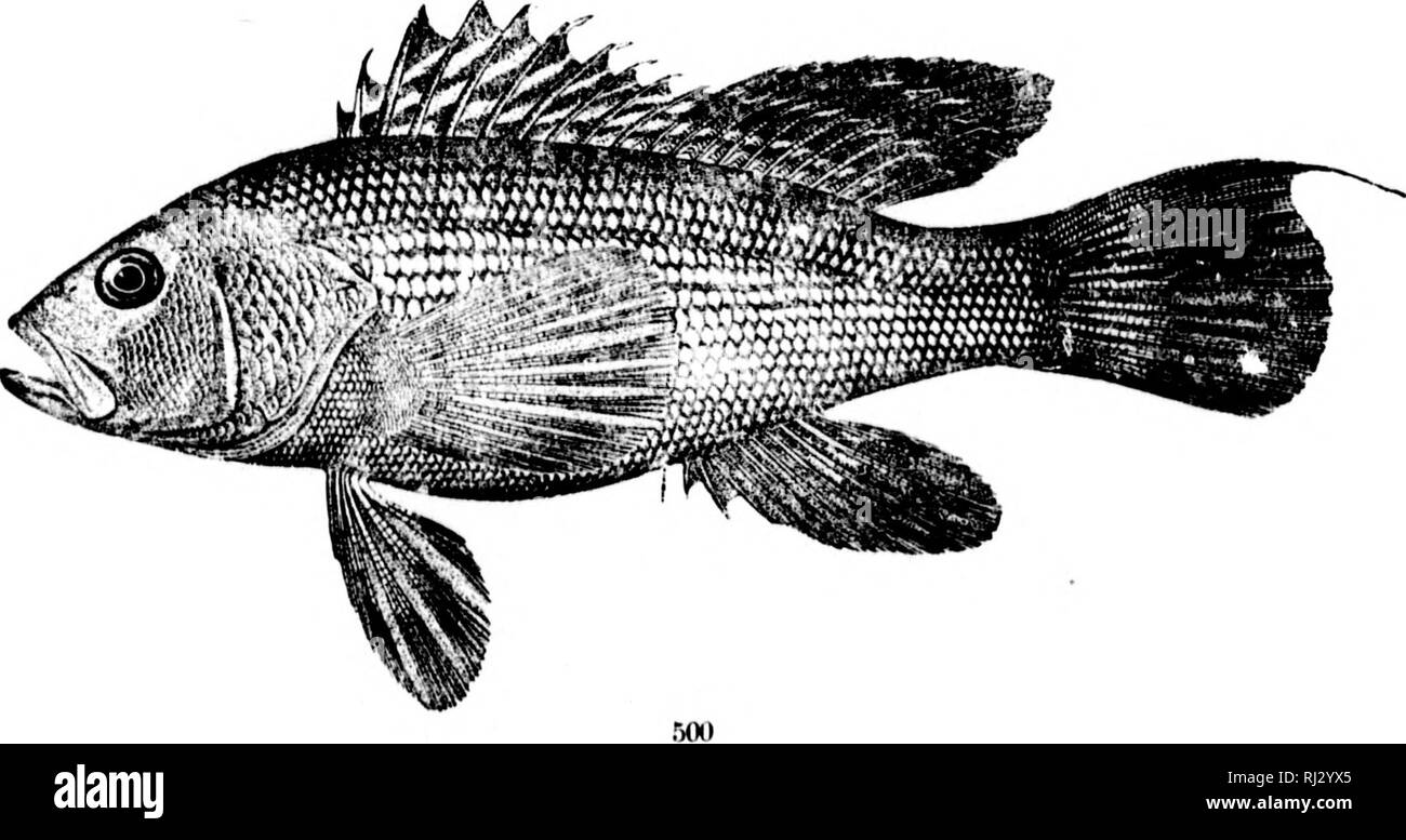 . The fishes of North and Middle America [microform] : a descriptive ...