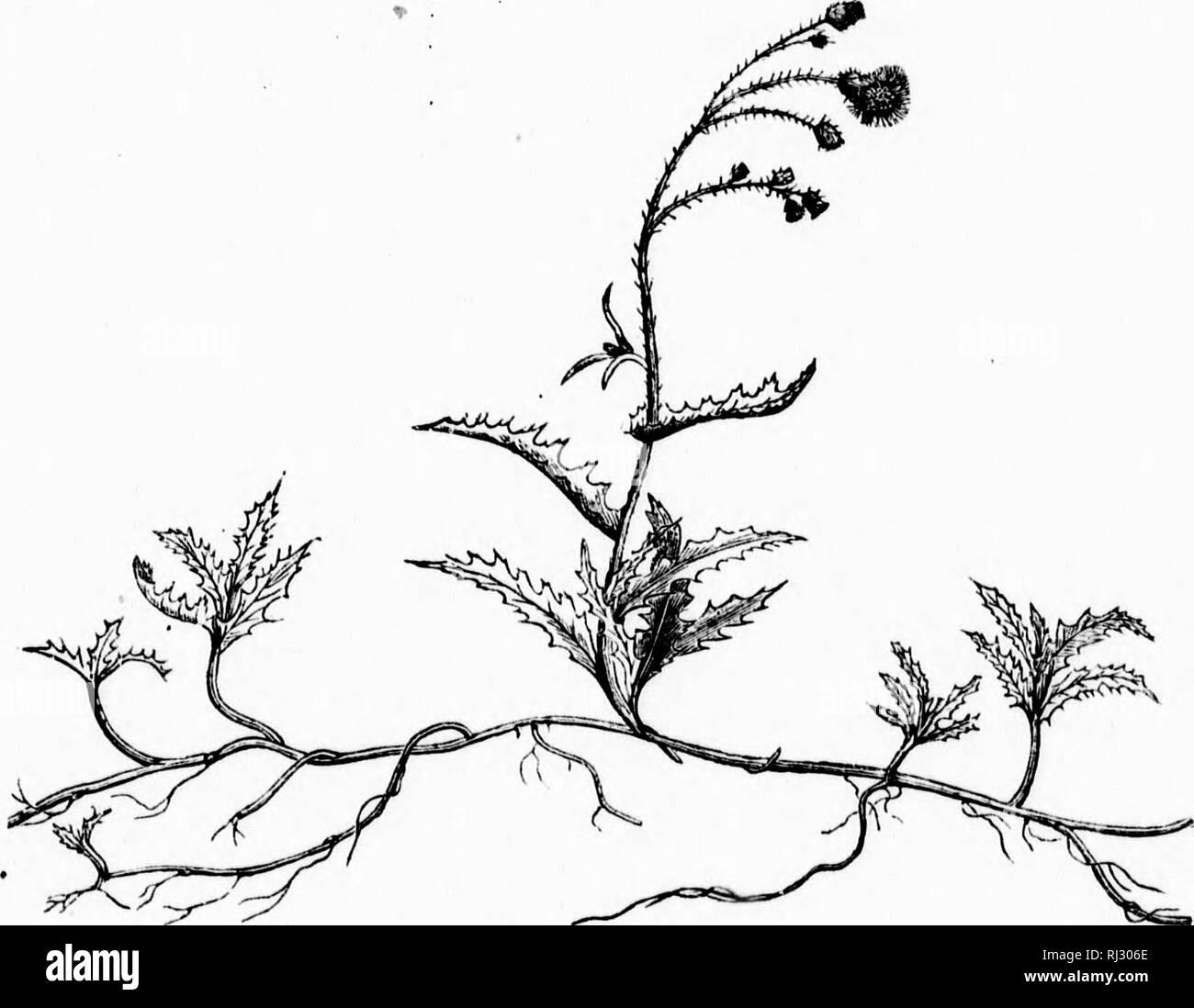 Creeping thistle Black and White Stock Photos & Images - Alamy