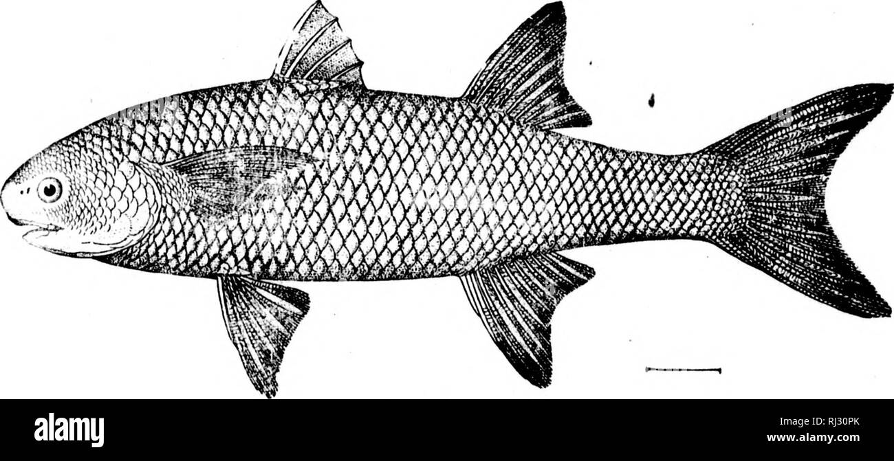 . The fishes of North and Middle America [microform] : a descriptive ...