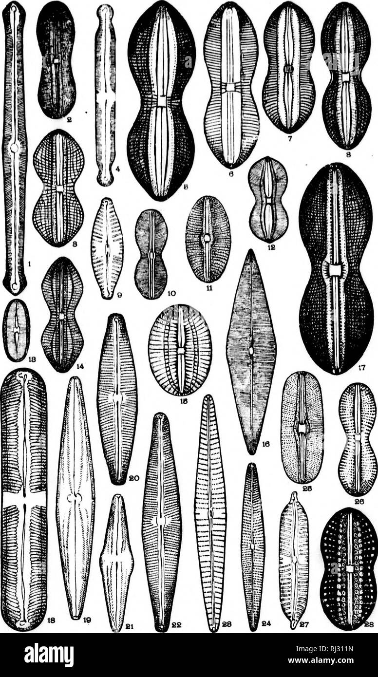 Diatoms and algae Black and White Stock Photos & Images - Alamy
