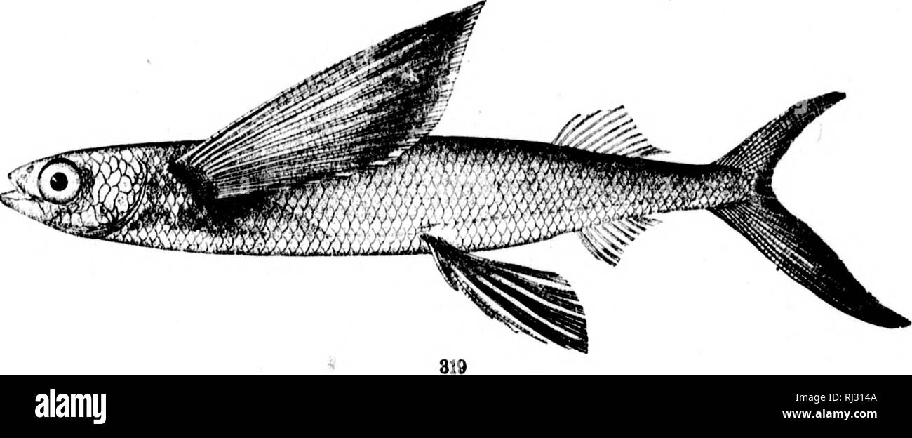 . The fishes of North and Middle America [microform] : a descriptive ...