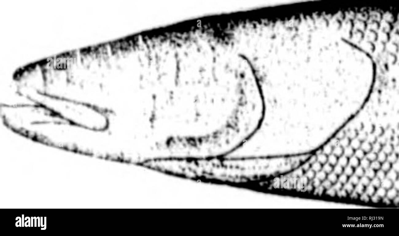 . The fishes of North and Middle America [microform] : a descriptive ...