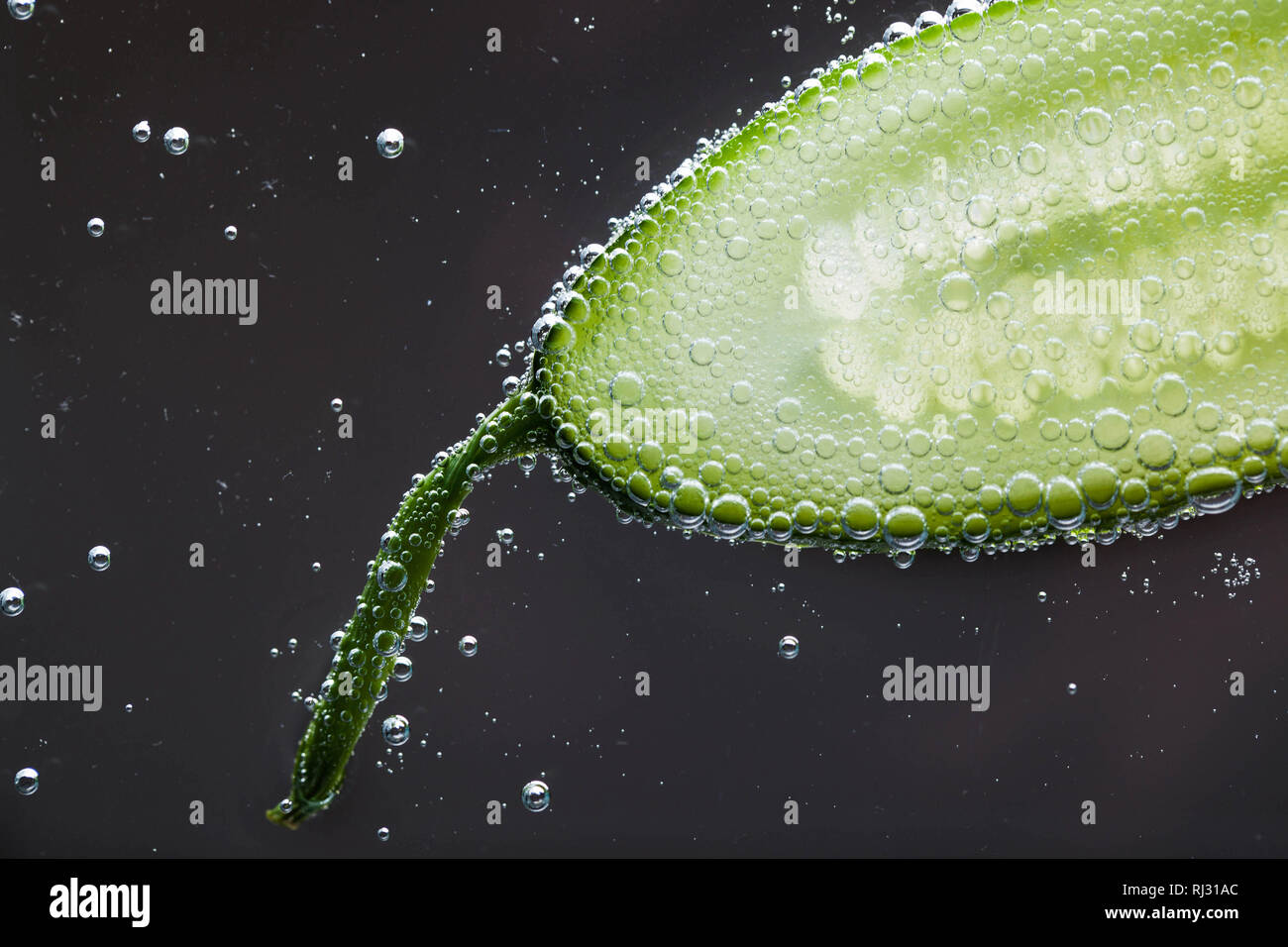 Half of cucumber covered with air bubbles in water Stock Photo - Alamy