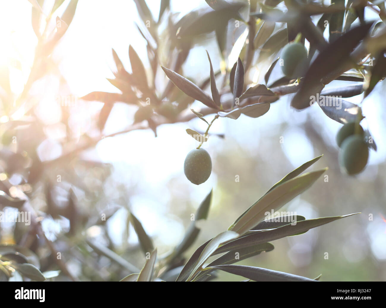 Olive tree brunch over white sky Stock Photo - Alamy