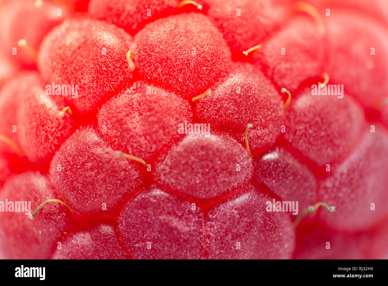 Food Magnified Stock Photos & Food Magnified Stock Images - Alamy