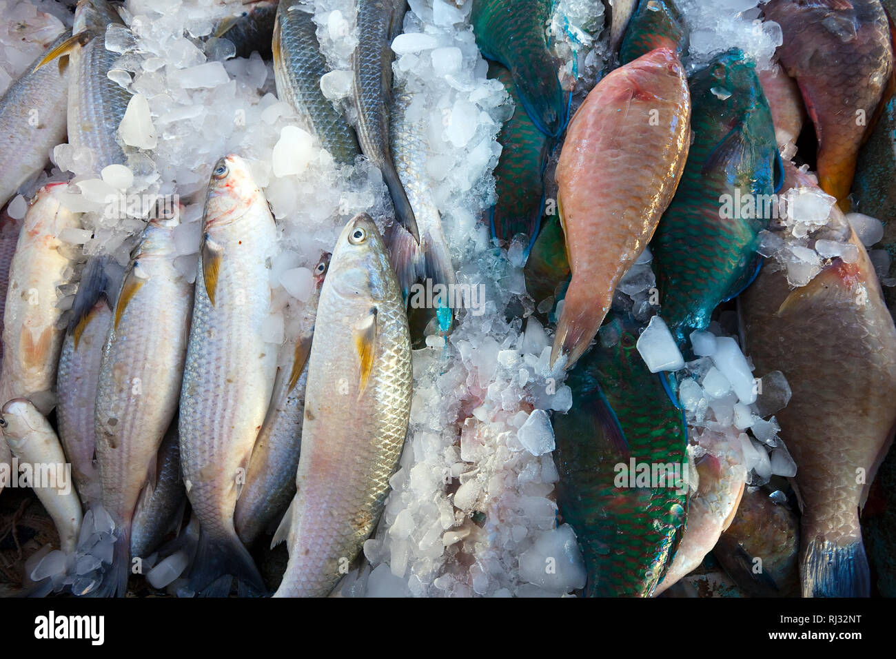 Raw fish on market counter Stock Photo - Alamy