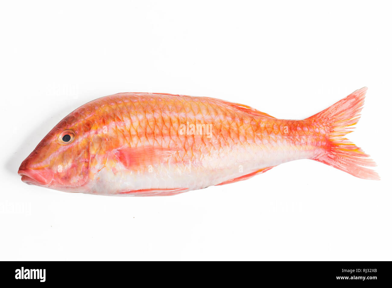 Red mullet fish isolated on white background Stock Photo - Alamy