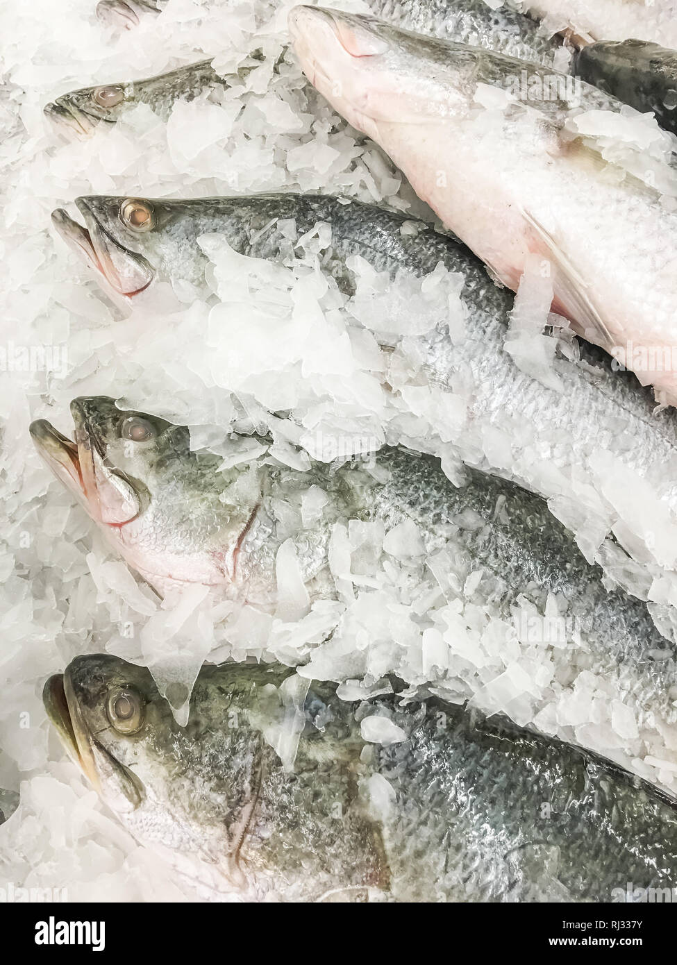 White snapper fish hi-res stock photography and images - Alamy