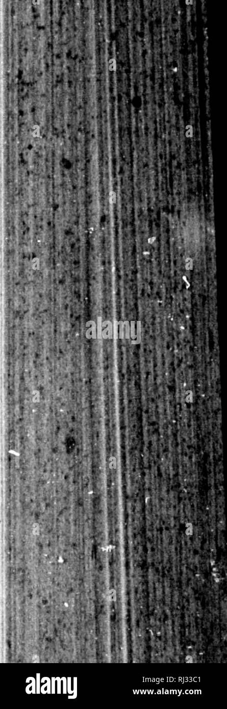 Preopercular spine hi-res stock photography and images - Alamy