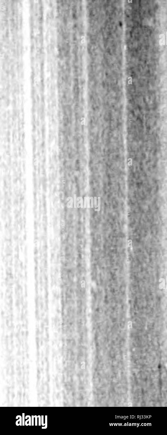 Spinous tubercles hi-res stock photography and images - Alamy