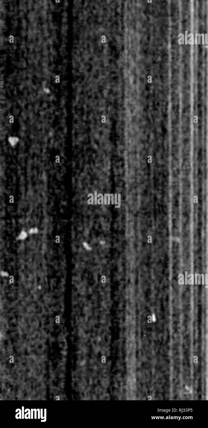 Curved wing tip Black and White Stock Photos & Images - Alamy