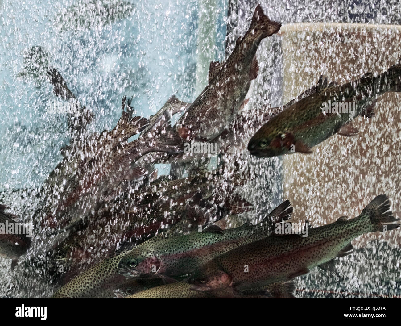 Rainbow Trout Fish Tank