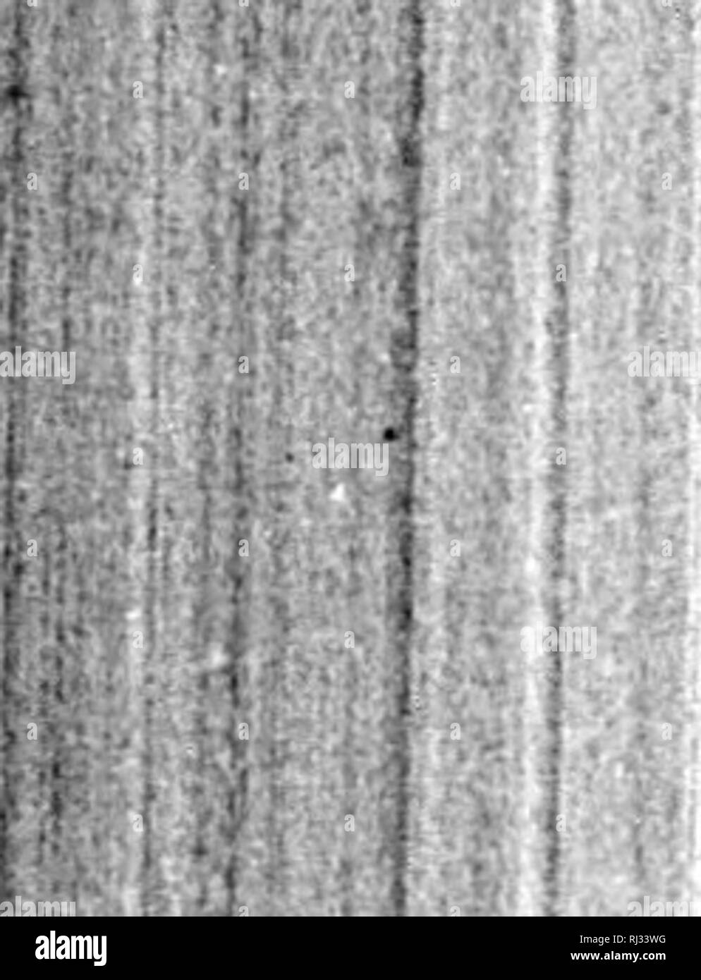 Cycloid fish scales hi-res stock photography and images - Alamy