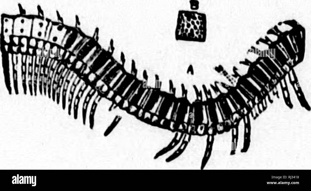 Posterior tubercles Black and White Stock Photos & Images - Alamy