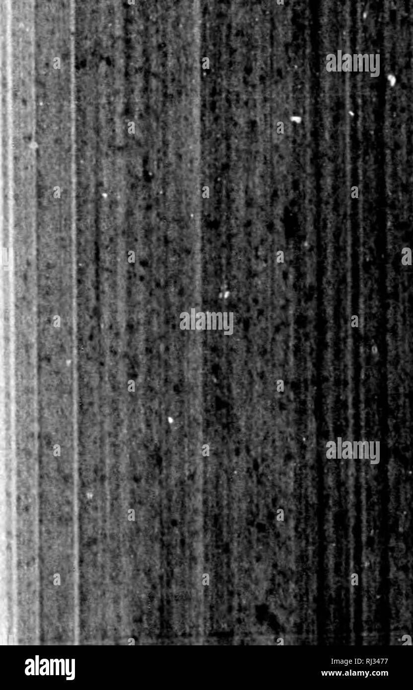 Double serrate hi-res stock photography and images - Alamy