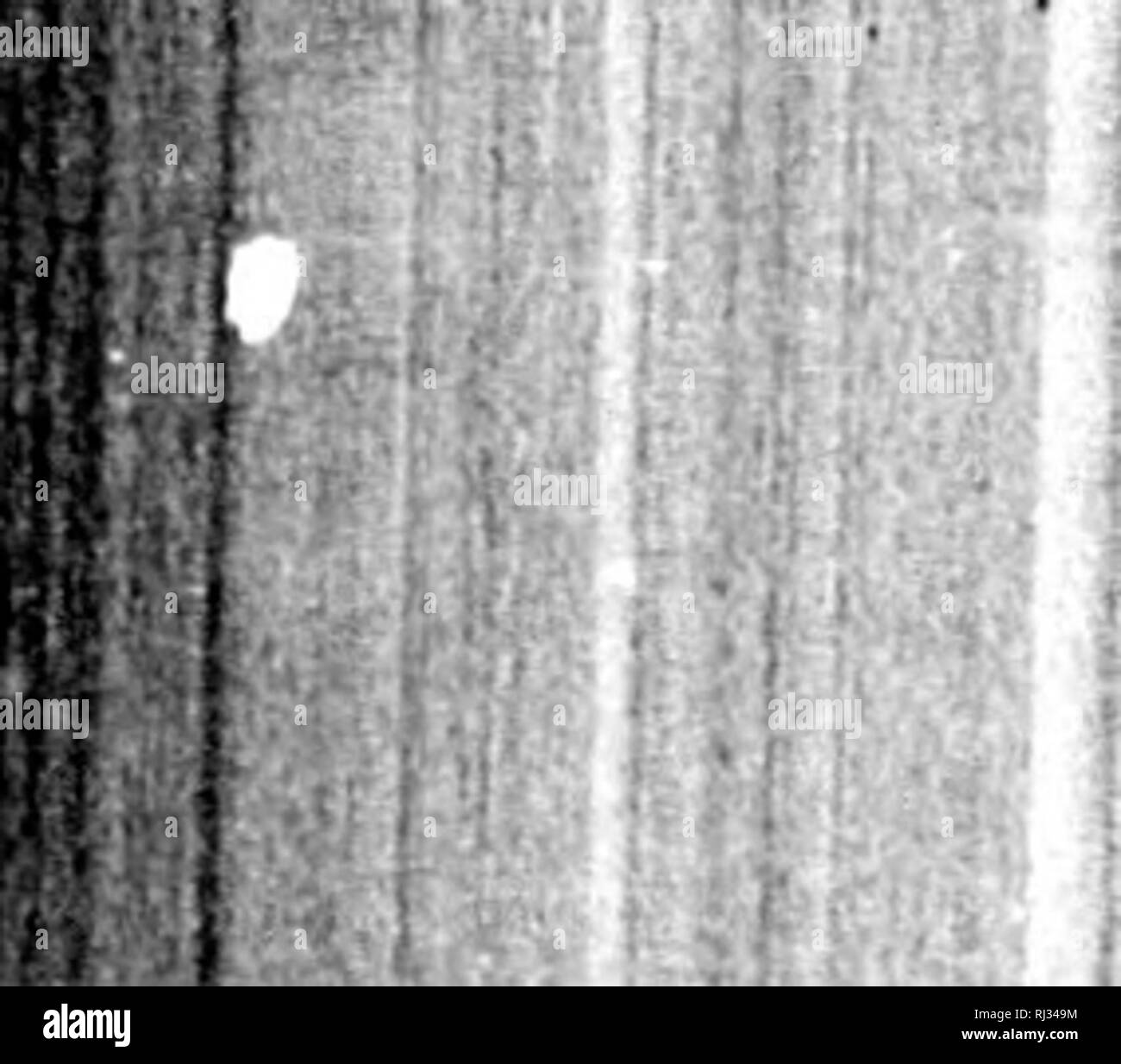 Cycloid fish scales hi-res stock photography and images - Alamy