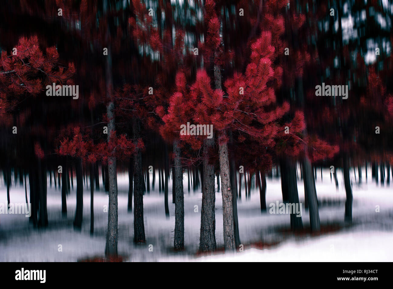 The red forest Stock Photo - Alamy