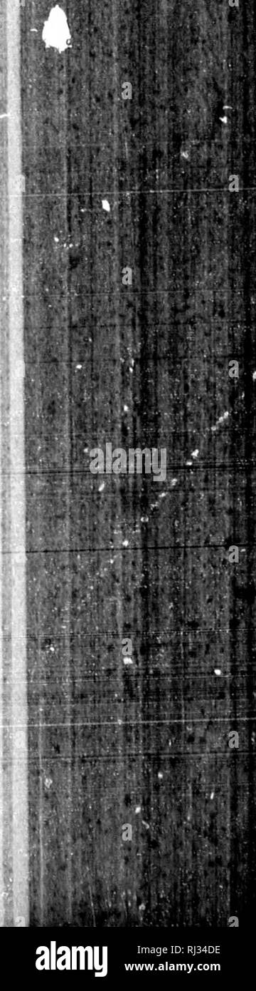 Gill rakers Black and White Stock Photos & Images - Alamy