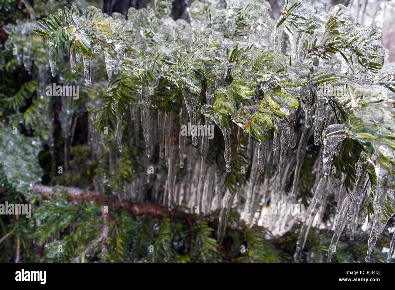 The frozen nature in ice Stock Photo - Alamy