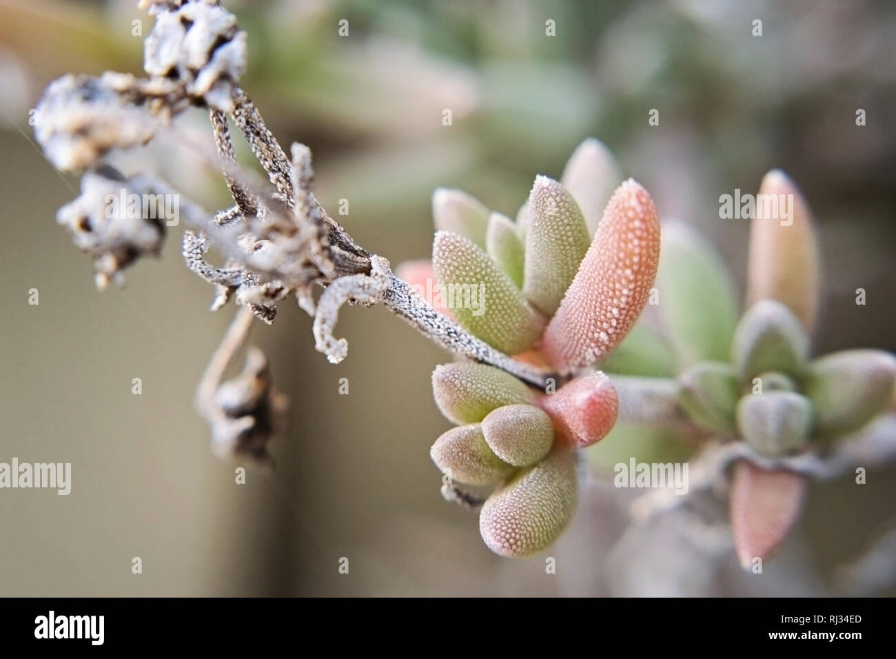 Street plant with pimples variety succulents macro photography Stock ...