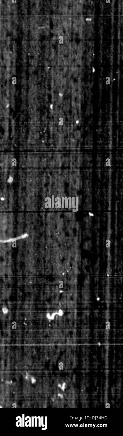 Gill rakers Black and White Stock Photos & Images - Alamy