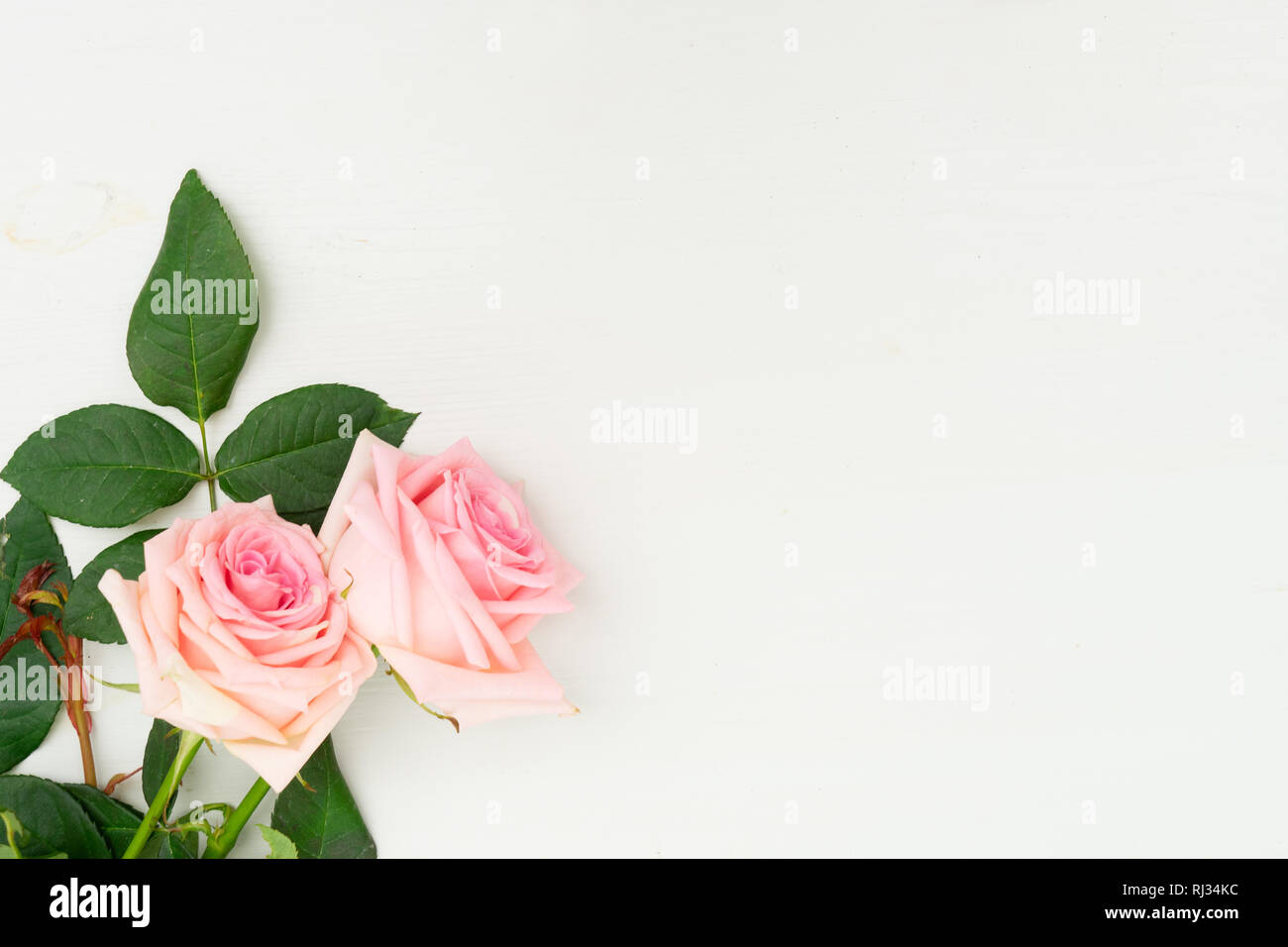 fresh rose flowers Stock Photo - Alamy