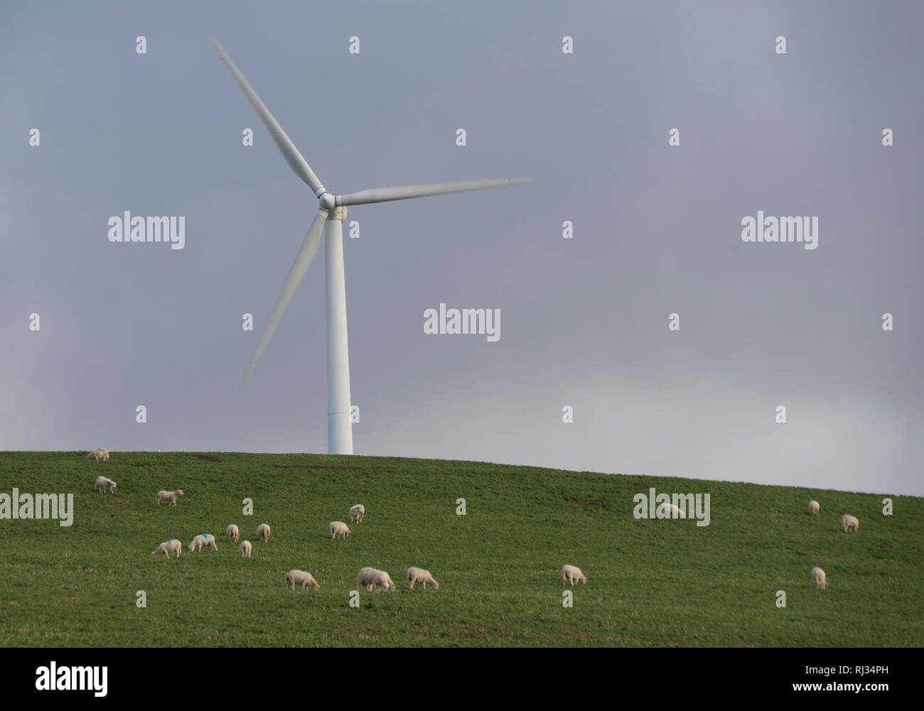 Wind farm uk sheep hi-res stock photography and images - Alamy