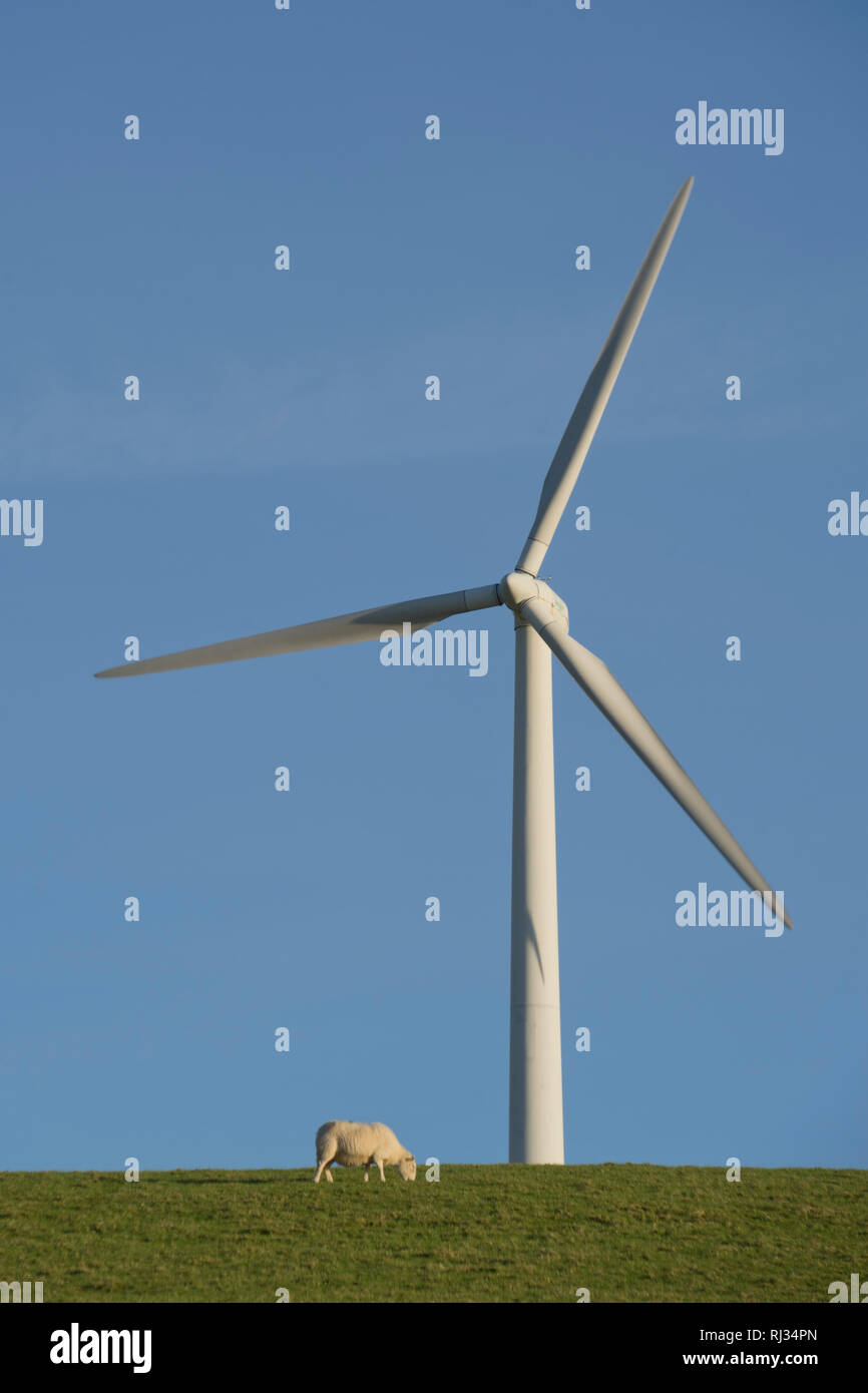 Sheep grazing on a farm next to wind turbines in Wales,UK Stock Photo ...