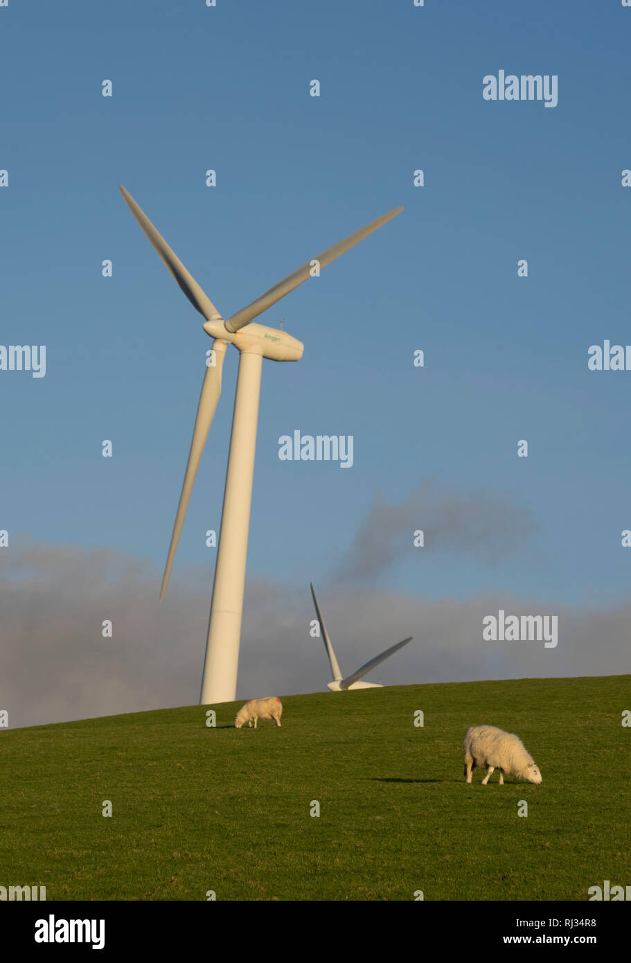 Sheep grazing on a farm next to wind turbines in Wales,UK Stock Photo ...
