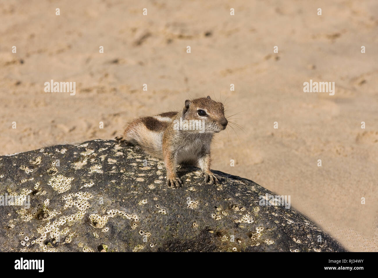 North African xerini, chipmunks, Barbary ground squirrel, ground ...