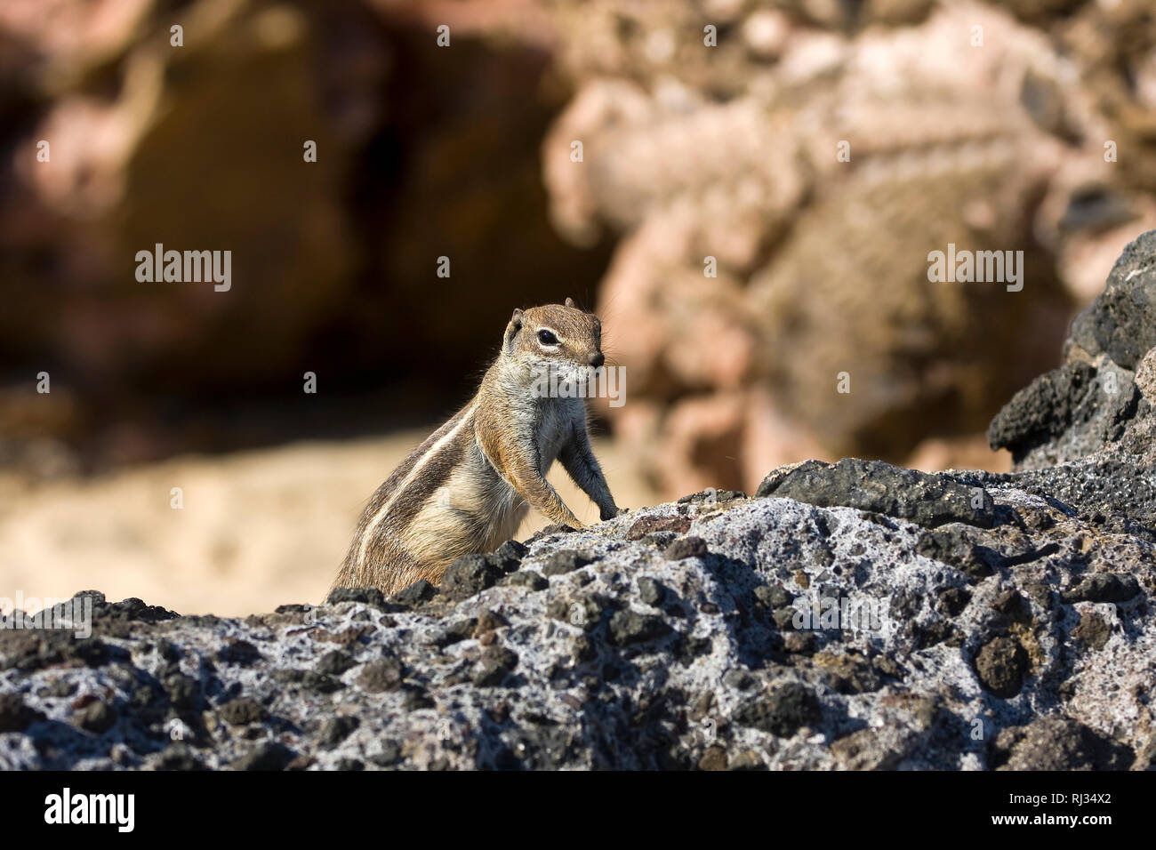 North African xerini, chipmunks, Barbary ground squirrel, ground ...