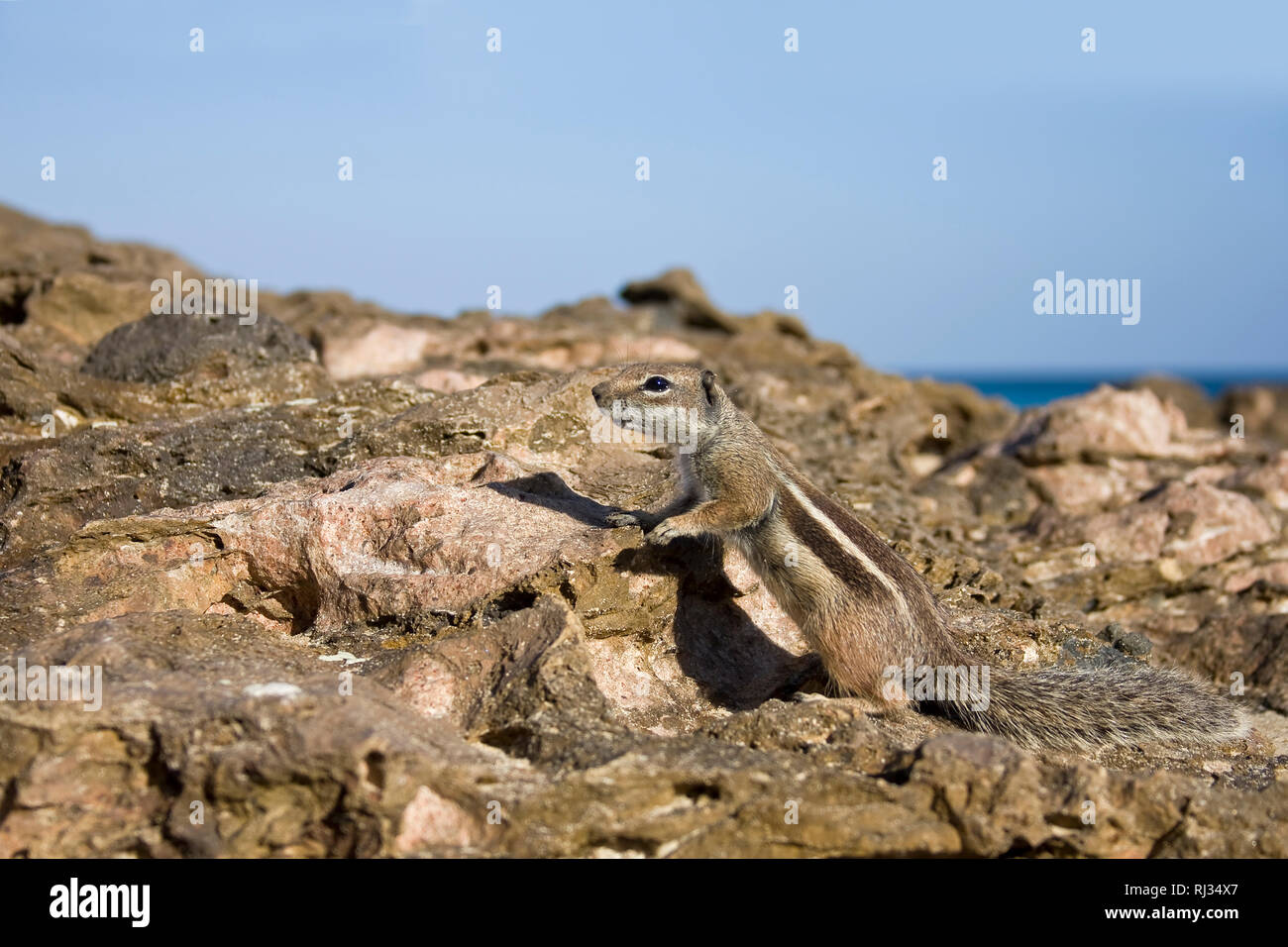 North African xerini, chipmunks, Barbary ground squirrel, ground ...