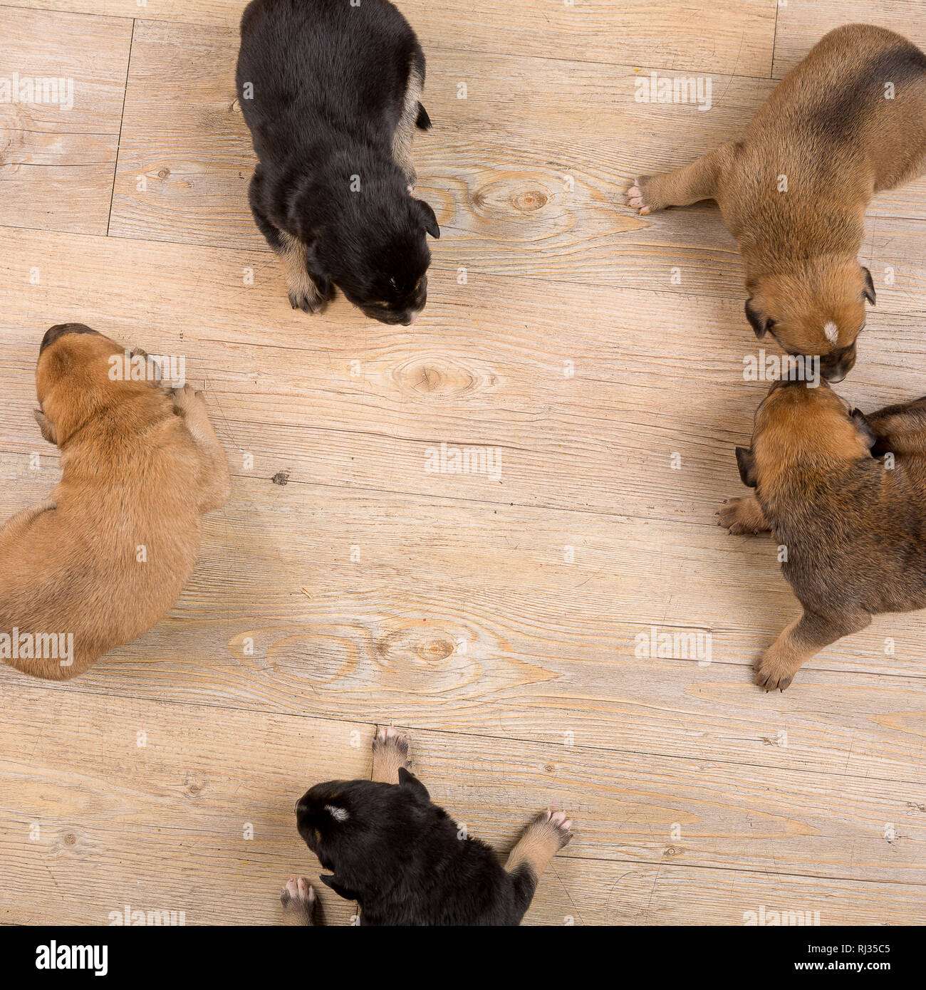 five puppies top view Stock Photo - Alamy