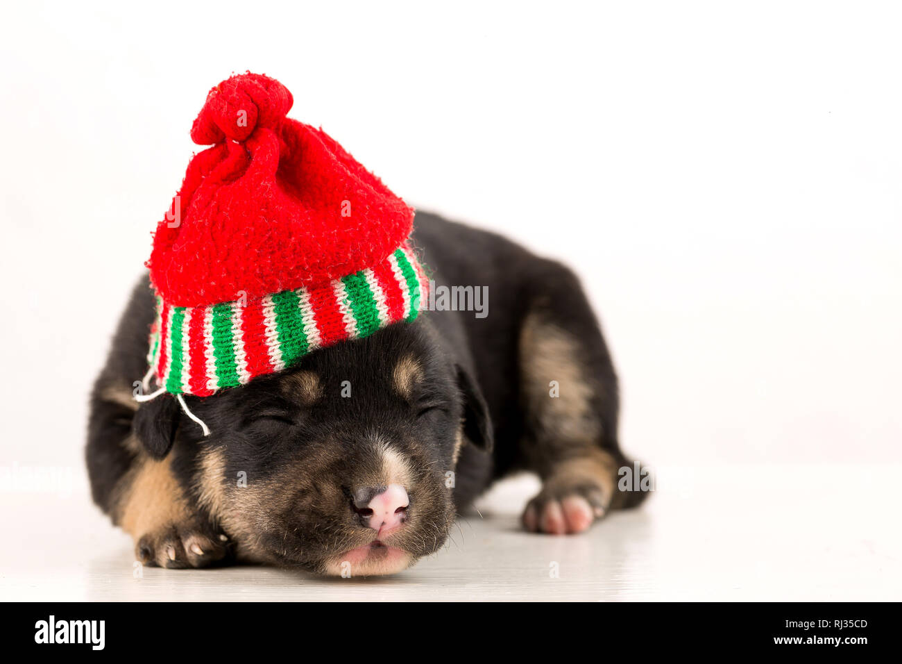 Little Ugly Dog High Resolution Stock Photography and Images - Alamy