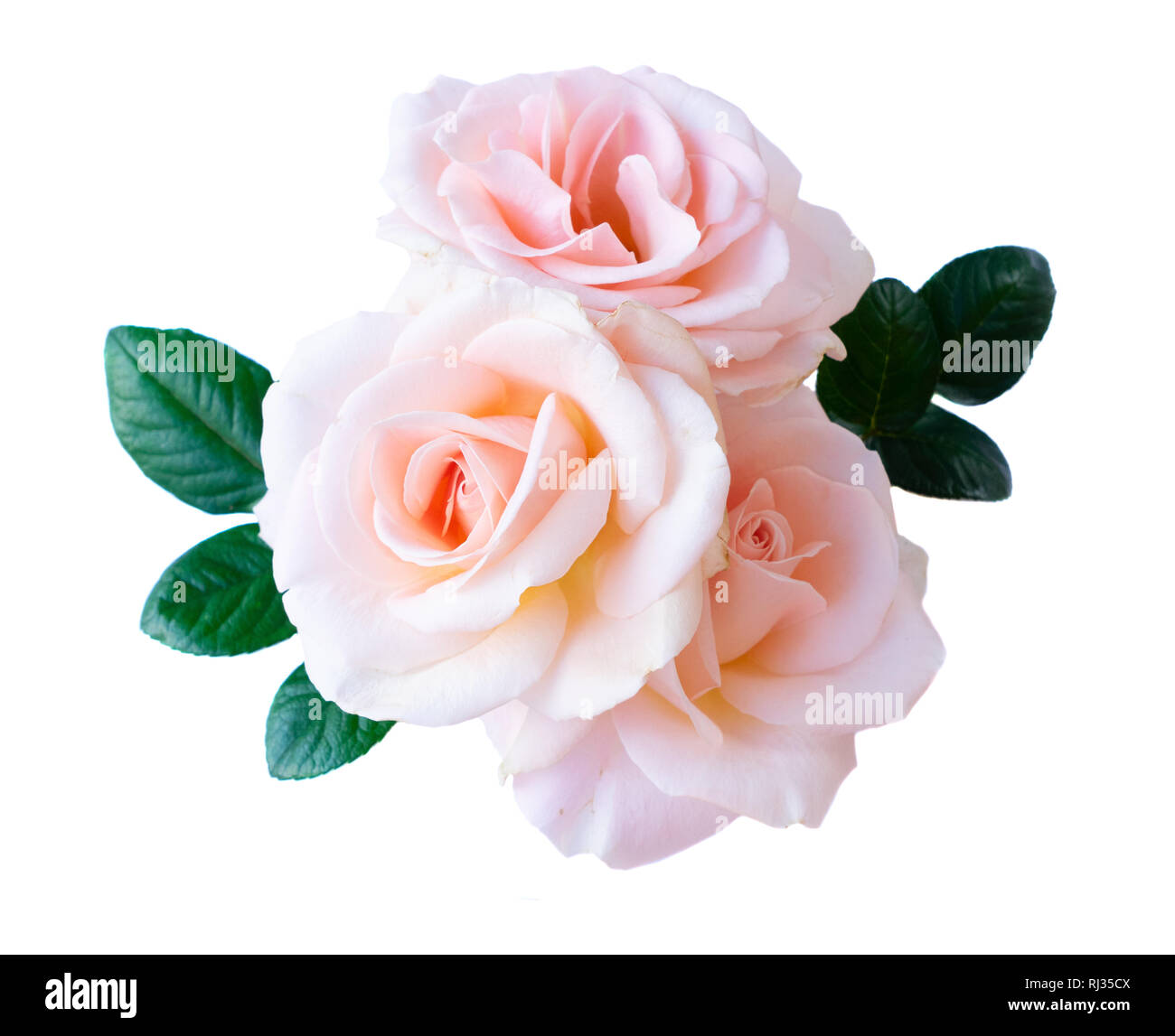 Pink rose on white Stock Photo - Alamy