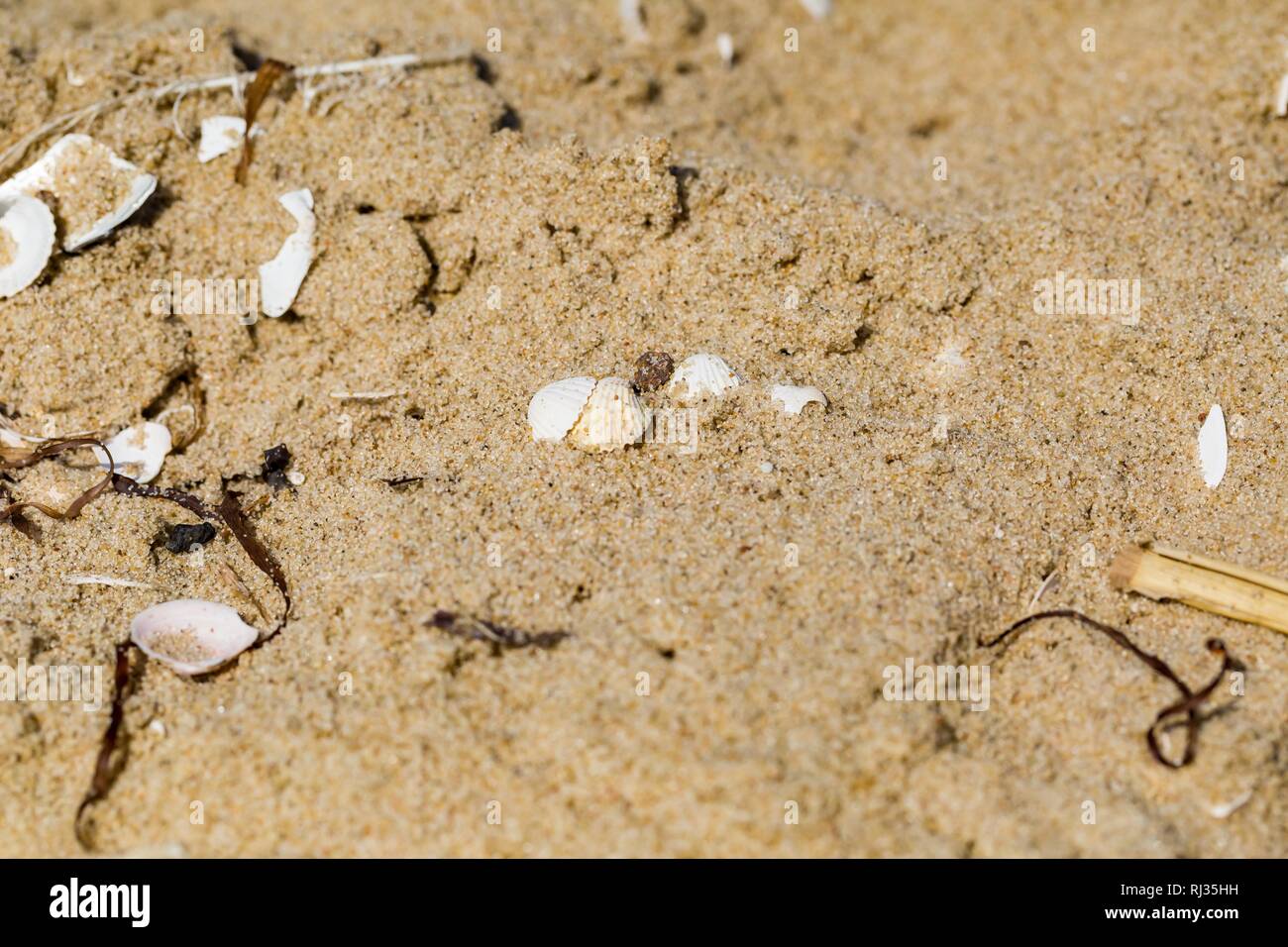 Small shells lying on sandy sea shore. Close up of beach sand and it's ...