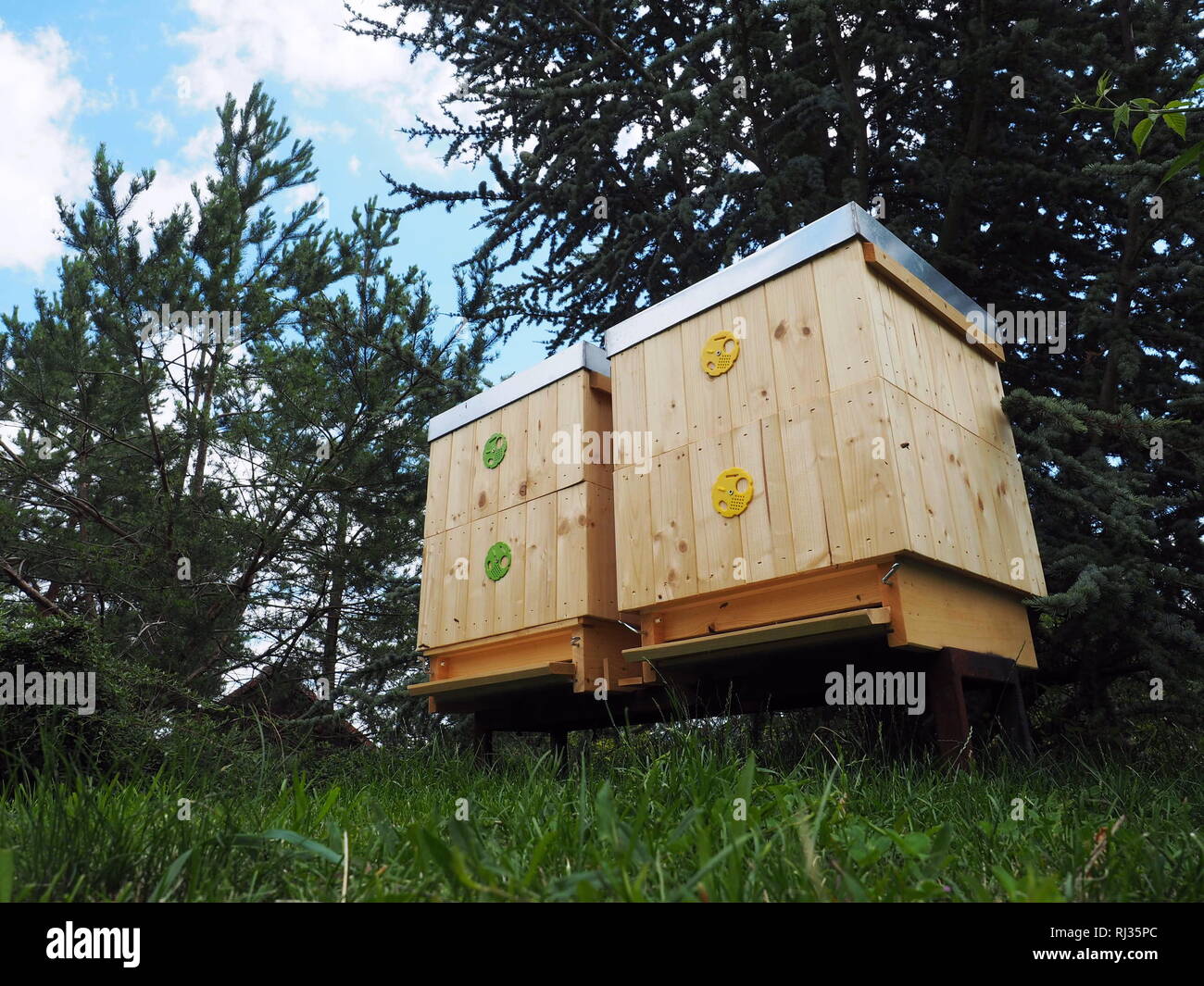 Natural bee hive structure hi-res stock photography and images - Alamy