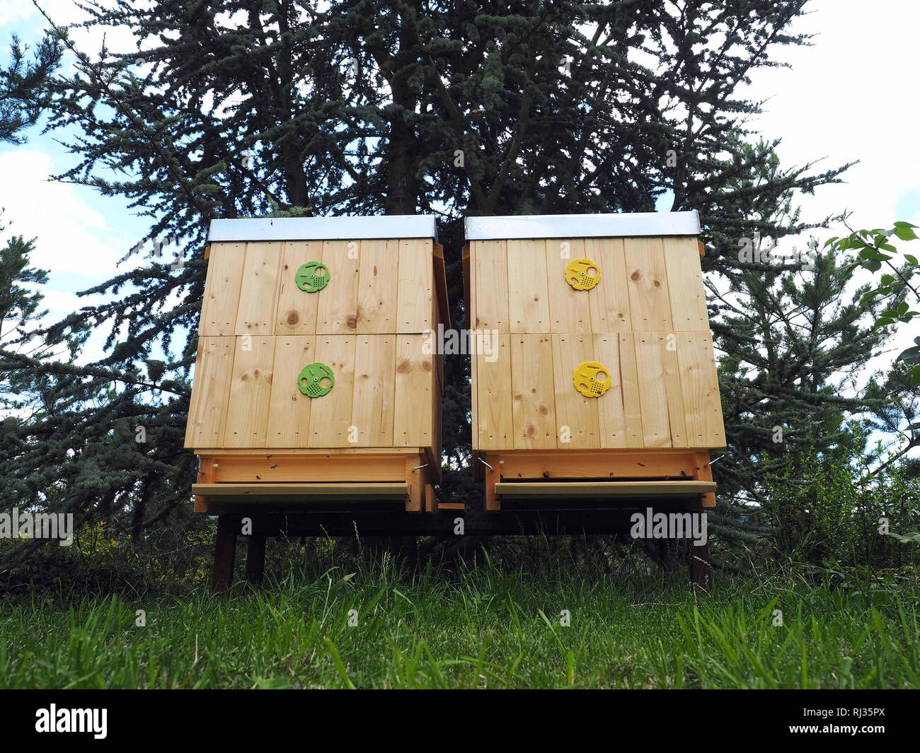 Two honey bees flying hi-res stock photography and images - Alamy