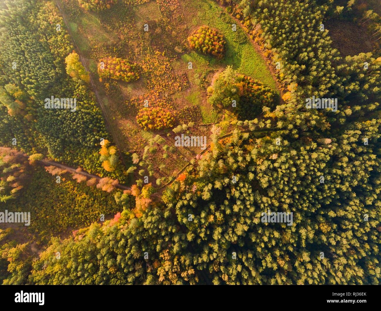 Aerial top down landscape with beautiful autumn forest from above. Bird ...